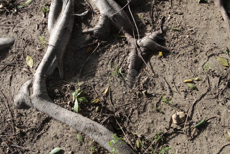 Roots and soil horizontal stock photo. Image of garden - 120449664