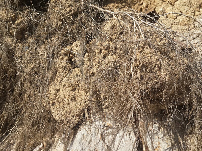 Roots and Soil in the Hill 2 Stock Photo - Image of soil, roots: 194629236