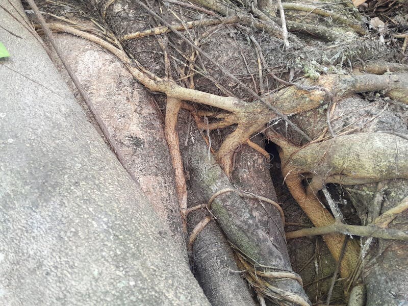 Roots Spread Across the Trunk of a Large Tree Stock Image - Image of ...