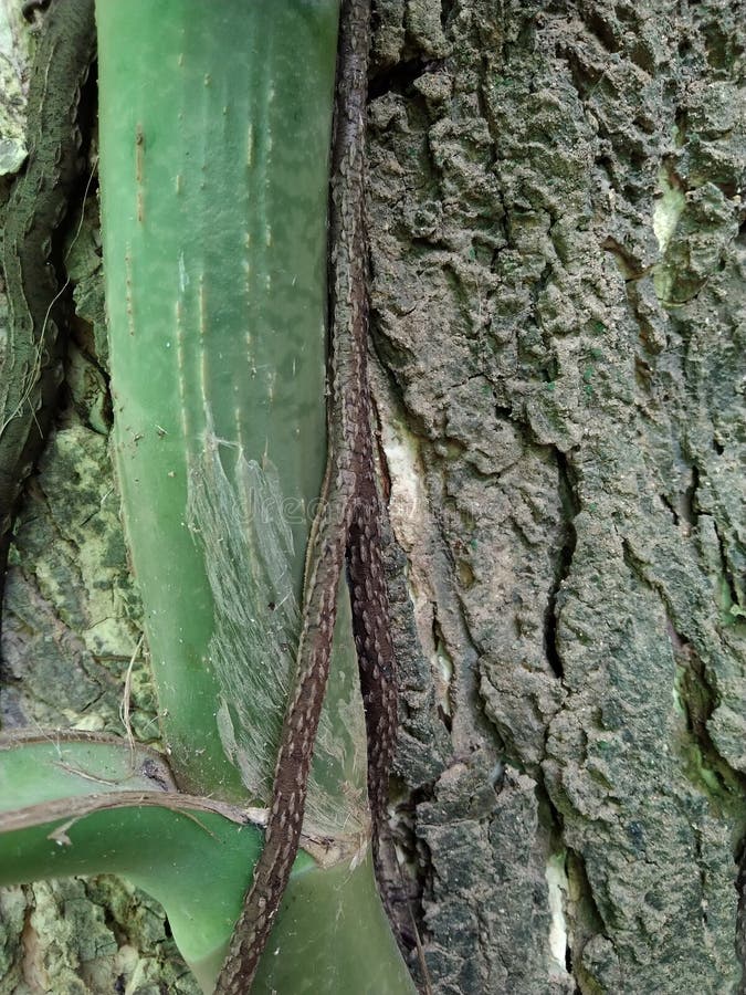 The Roots that Spread Across the Branches Survive for Their Own Lives ...