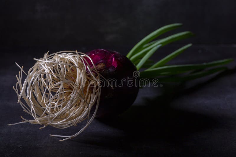 Roots of Sprouted Red Onion on a Dark Background Stock Photo - Image of ...