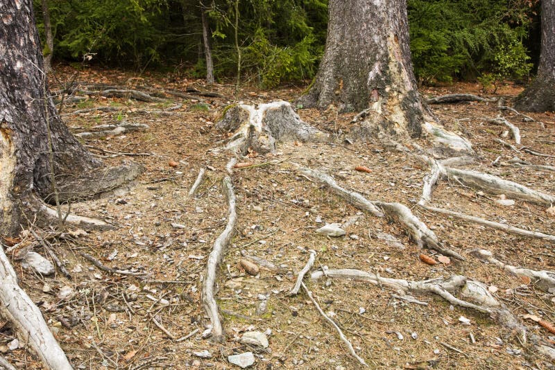 Roots spruces stock photo. Image of forest, ground, growth - 86387638