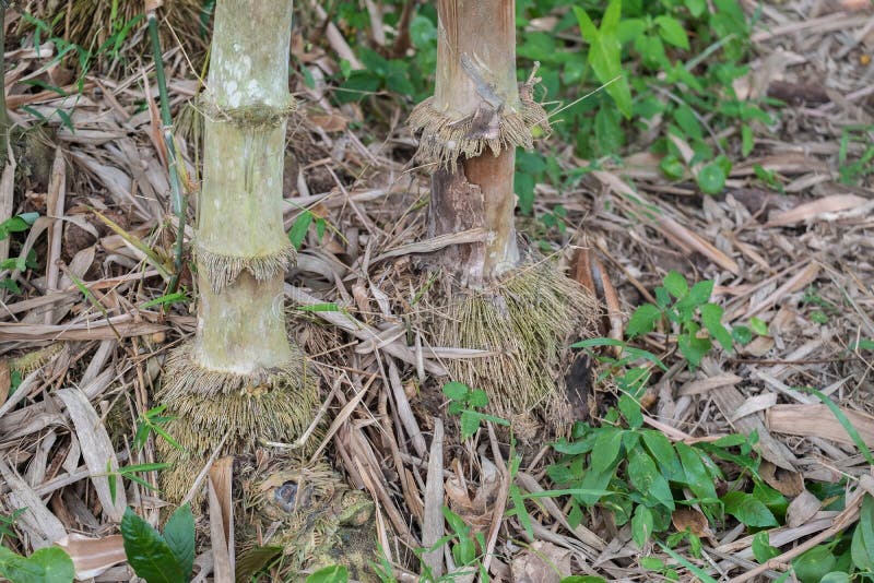 The Roots and Stems of Bamboo. Stock Photo - Image of asia, bamboo ...