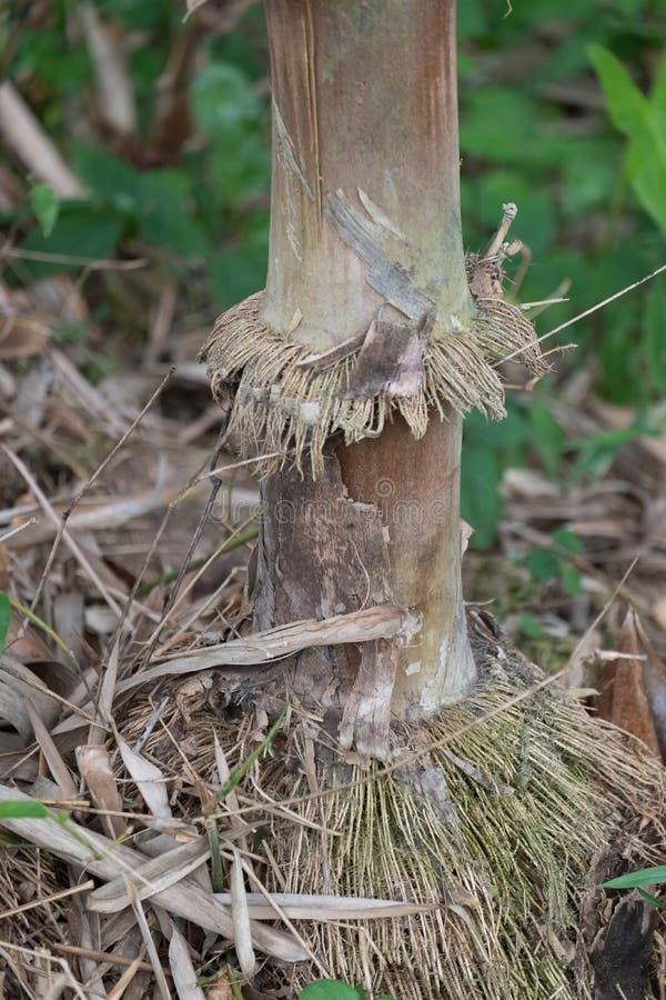 The Roots and Stems of Bamboo. Stock Photo - Image of growth, ecology ...
