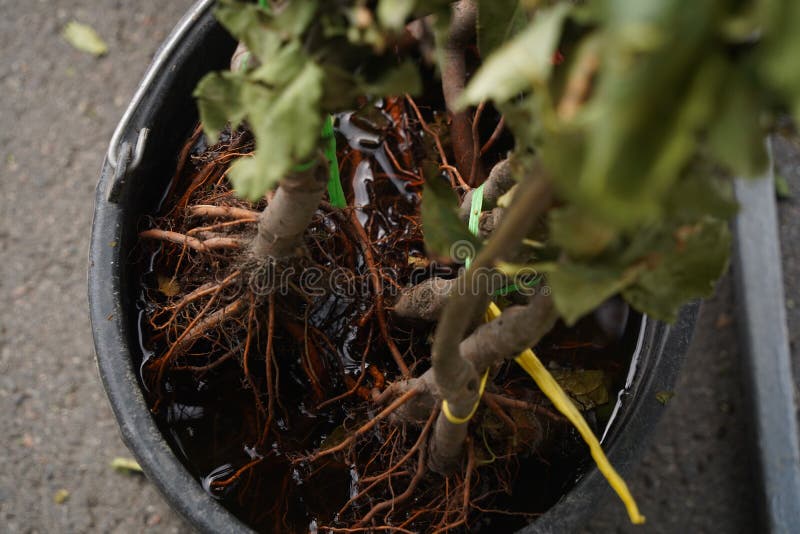 The Roots and Stems of a Watered Plant in a Pot Stock Image - Image of ...