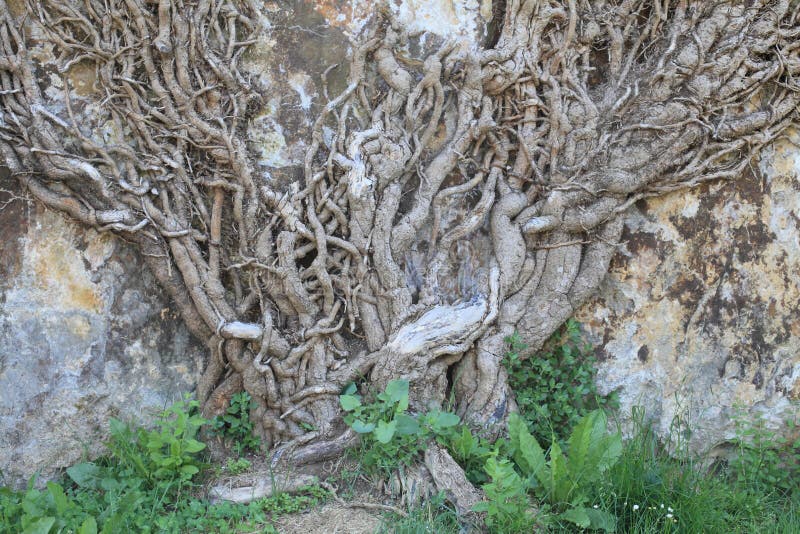 The roots of stone. stock image. Image of plexus, landscape - 34551001