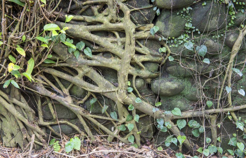 Roots on stone wall stock image. Image of destruction - 86303213
