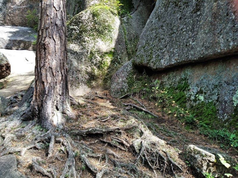 Roots and Stones in the Forest. Beautiful Intertwining Roots of Trees ...