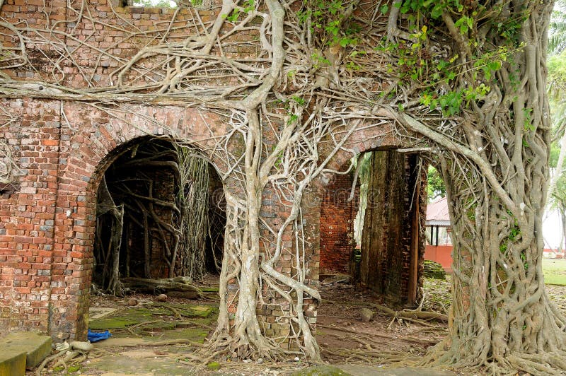 Roots of Strangler Tree Climb Over Wall Stock Photo - Image of stone ...