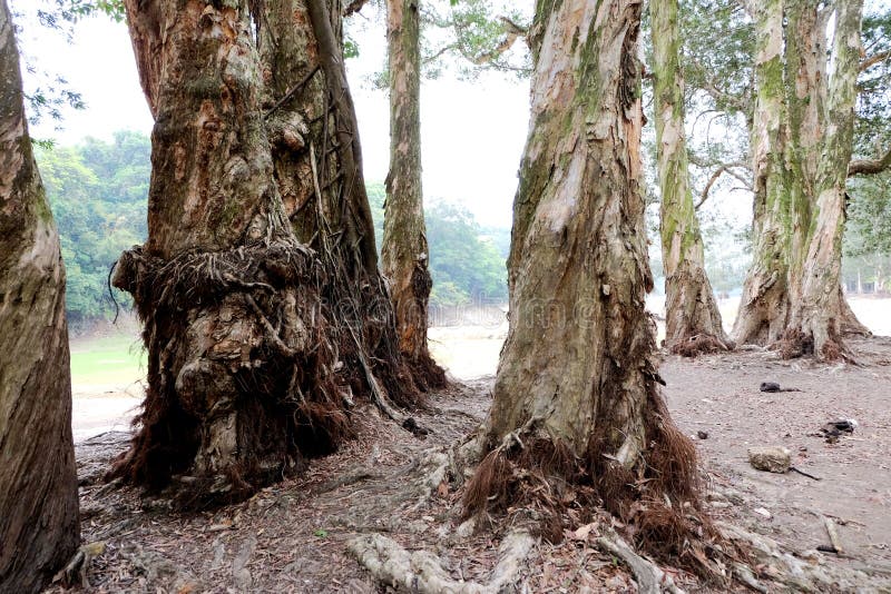 Bia tree roots stock image. Image of success, park, nutrients - 124908941