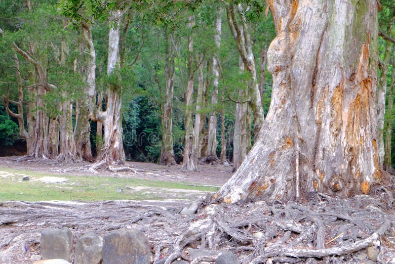 Bia tree roots stock photo. Image of branches, roots - 124909054