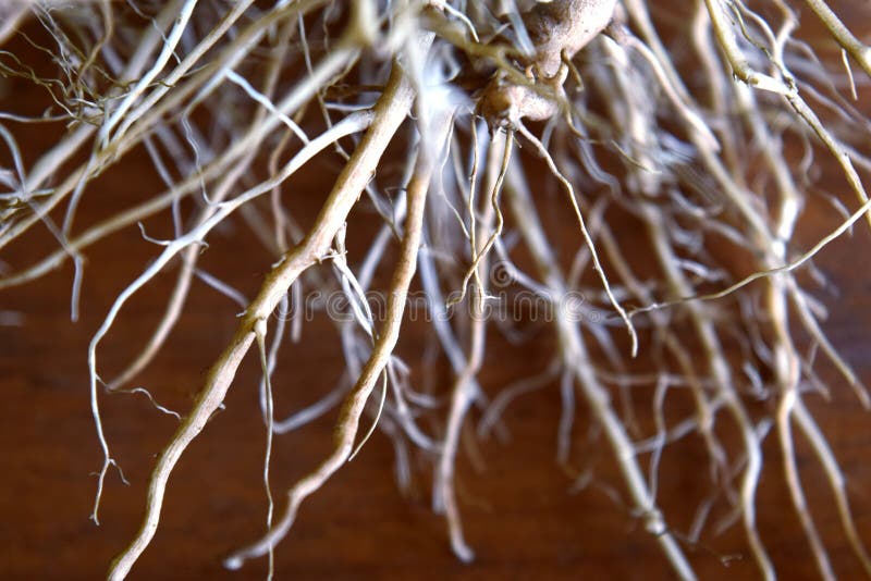 Roots of a sunflower plant stock photo. Image of plant - 110254274
