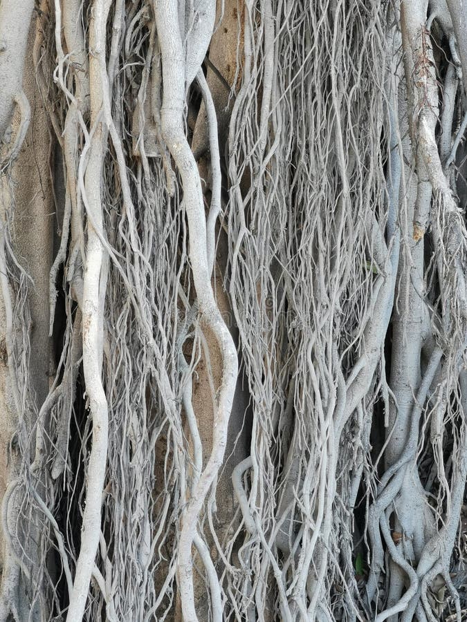 Roots System of a Ficus Religiosa Tree Stock Photo - Image of nature ...