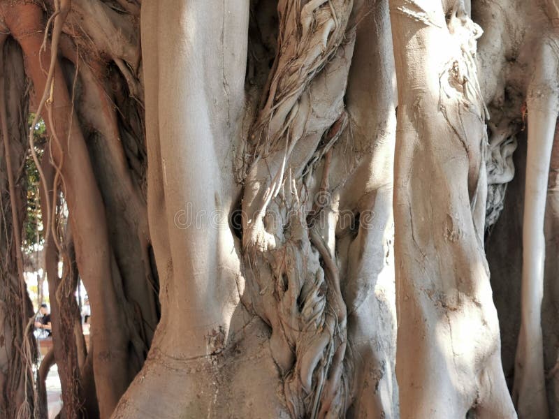 Roots System of a Ficus Religiosa Tree Stock Image - Image of large ...