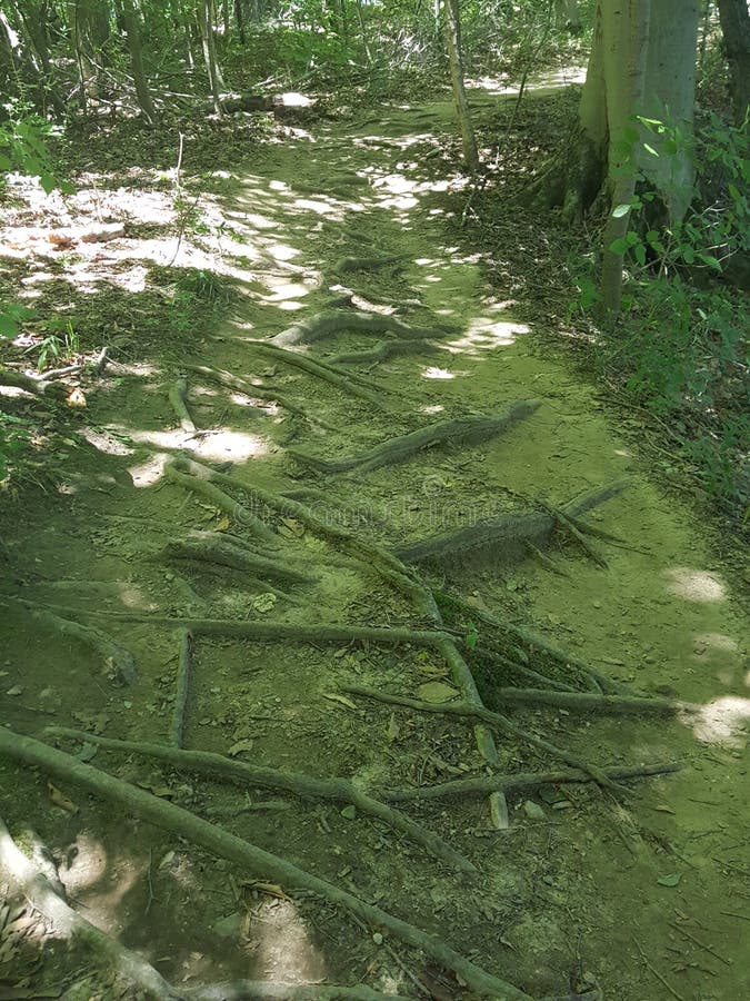 Roots Taking a Life of Their Own and Sprouting Leaves on a Cliff with ...
