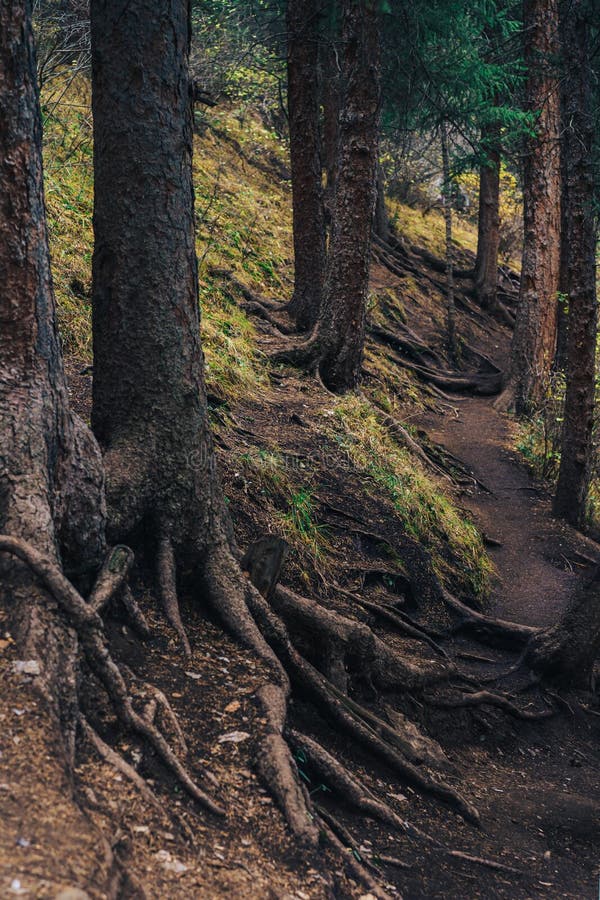 The Roots of Tall Fir Trees Stick Out of the Ground Stock Image - Image ...