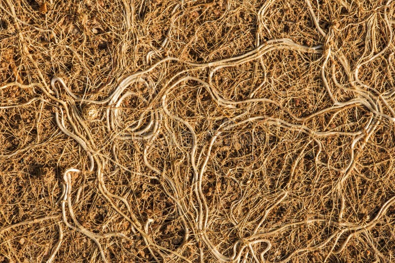 Roots Tangle As Clusters.Perspective View Stock Photo - Image of ...