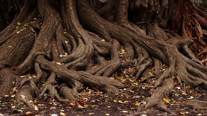 Roots stock photo. Image of network, plant, roots, tangled - 49611236