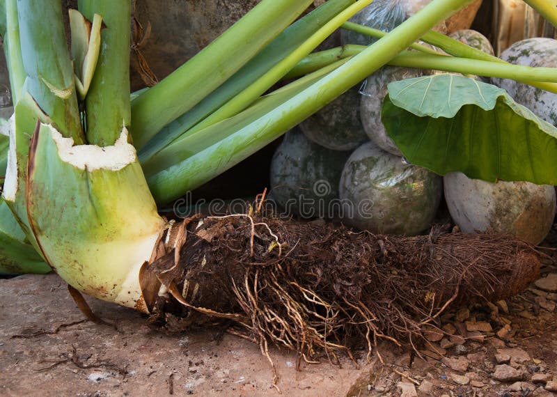 Roots of Taro stock image. Image of bananas, green, handmade - 63531029