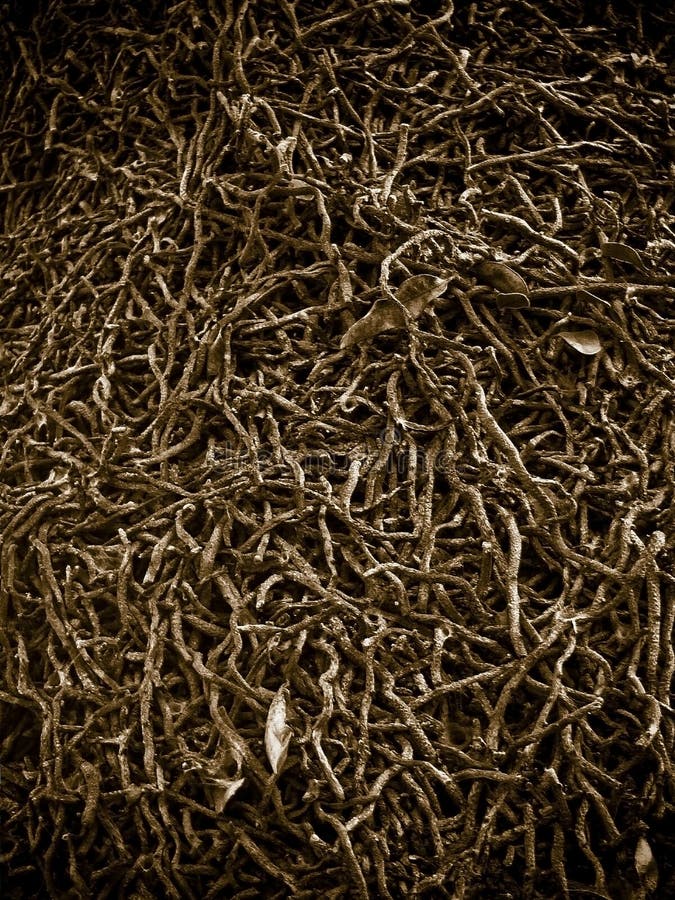 Roots Texture stock image. Image of grunge, detail, light - 31327383