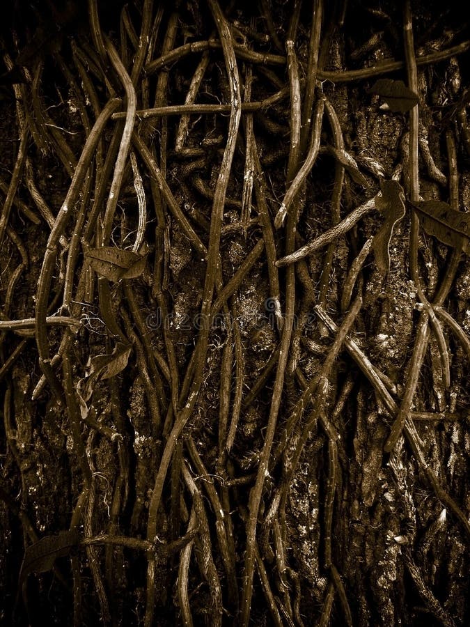 Roots Texture stock image. Image of roots, brown, cortex - 78383109