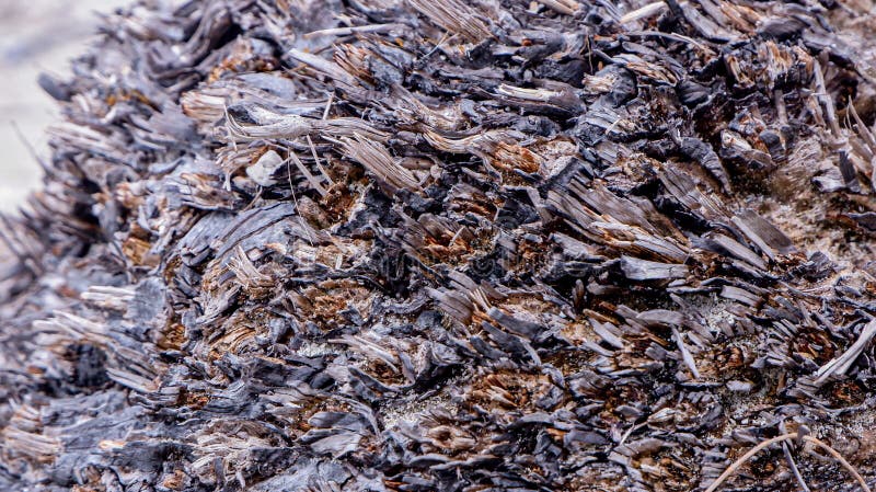 Roots Texture on Dead Palm Tree Stock Image - Image of artistic, branch ...