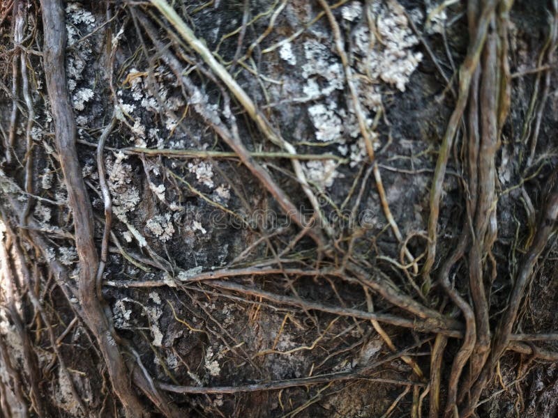 The Roots of Thatch Wrapped Around a Mango Tree Stock Photo - Image of ...