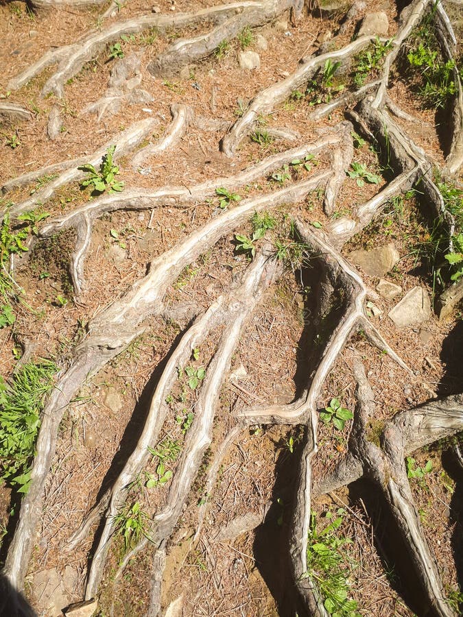 629 Roots Tree Above Ground Photos - Free & Royalty-Free Stock Photos ...