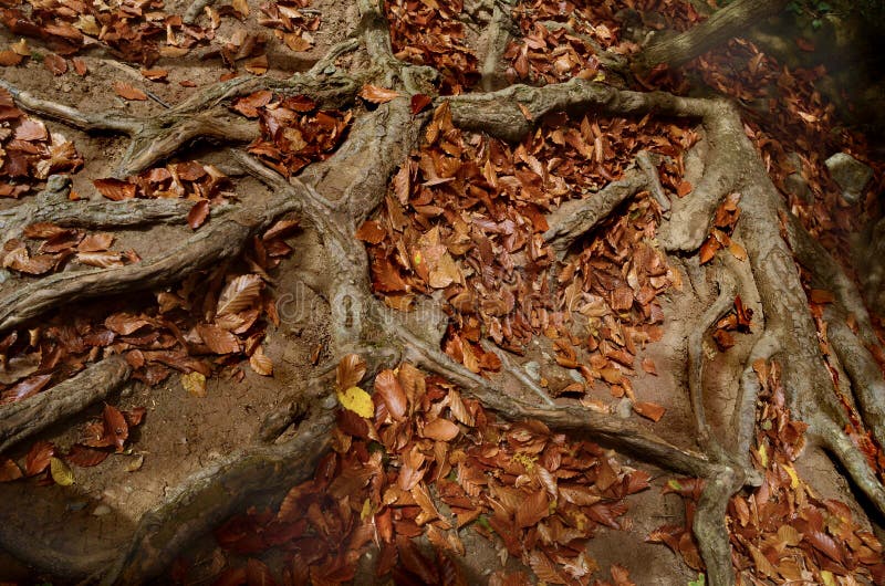Roots of a Tree and Autumn Leaves Stock Photo - Image of autumn, season ...