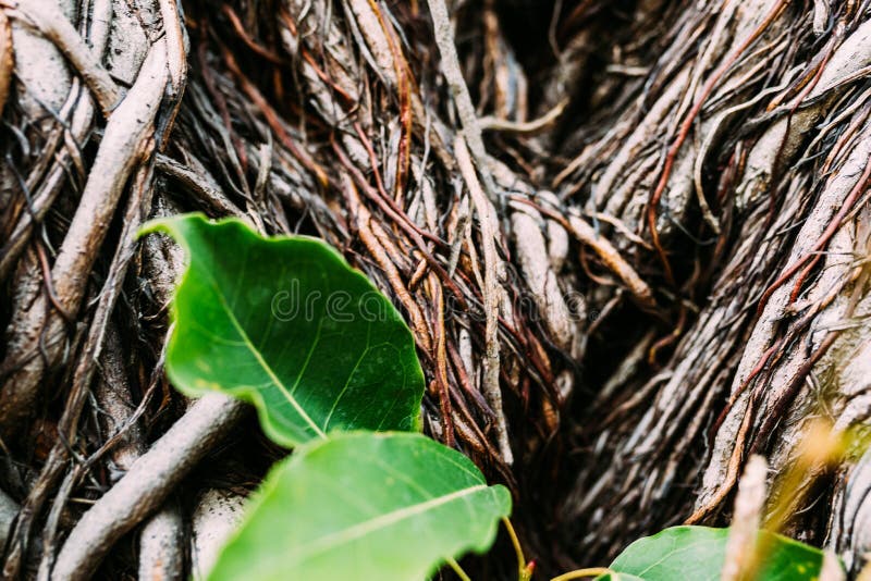 Roots tree background stock image. Image of pattern - 143717801