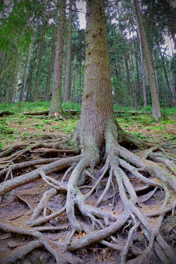 Roots stock image. Image of maze, life, base, extensive - 53702209