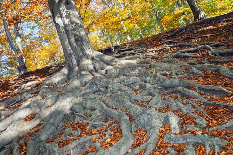 The Roots of the Tree - Beech Stock Image - Image of fall, grass: 56455767