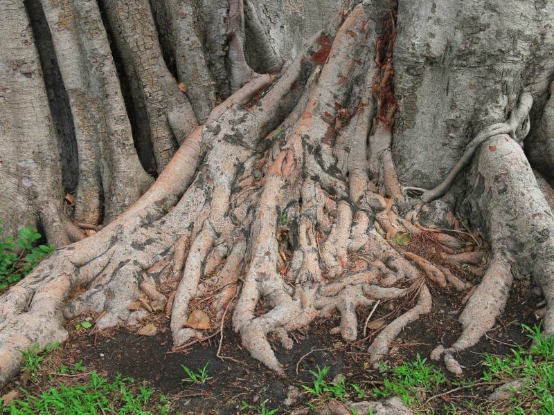 Roots tree stock photo. Image of moss, huge, garden, bark - 72828892