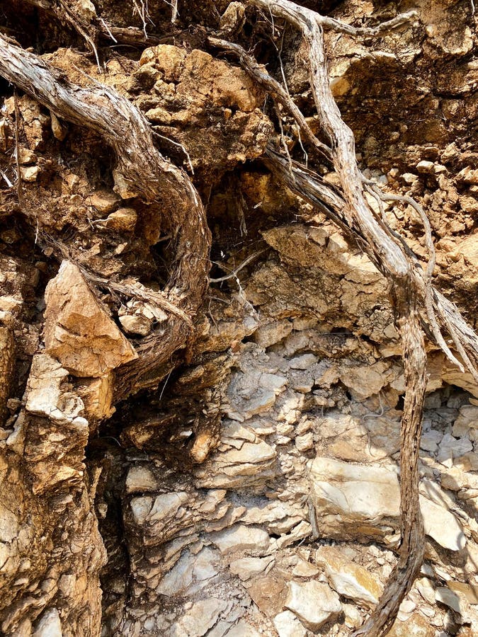 The Roots of the Tree are Brown Stock Photo - Image of wildlife, tree ...