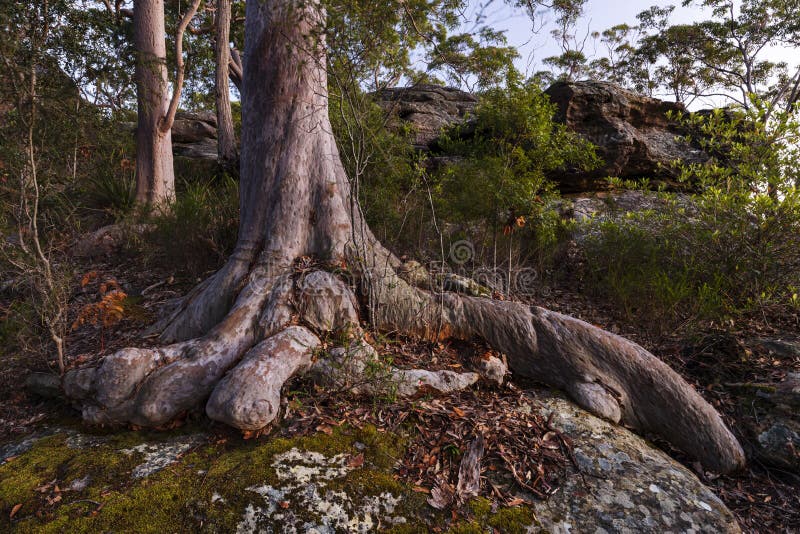 Roots from Tree in Bushland on NSW Central Coast of Australia Stock ...