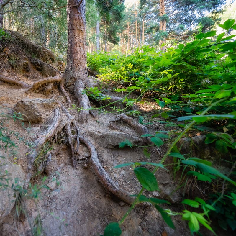 Roots of a Tree that Come Out of the Ground on a Mountain Path ...