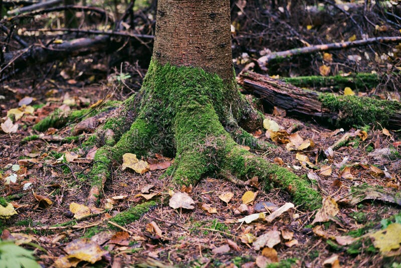 The Roots of Tree Covered with Green Moss. Autumn Landscape, Moisture ...