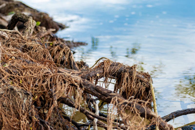 The Roots of a Tree Curl Near the Calm Water of a Reserve Close Up View ...