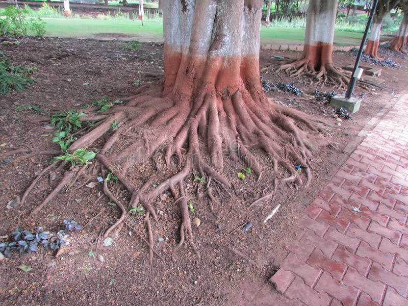 Roots of a Tree stock image. Image of painted, tree, green - 57947479