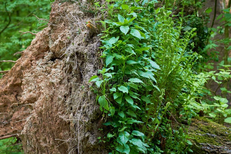 The Roots of the Tree are Exactly Half Covered with Vegetation. Upside ...