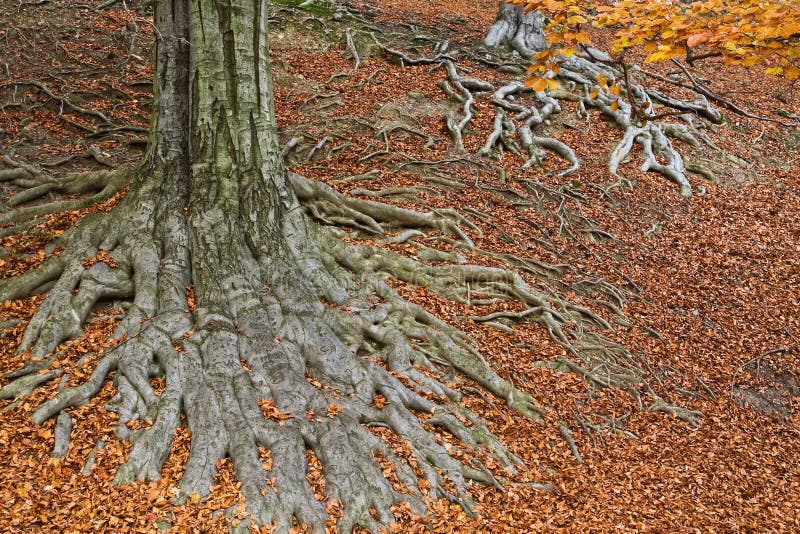 Roots of a Tree in Fall Colors Stock Image - Image of ground, roots ...
