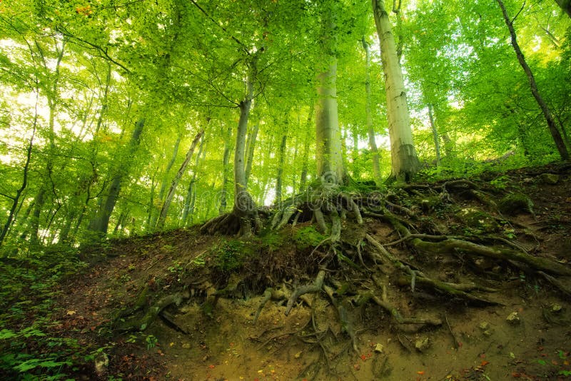 Roots of Tree in the Forest Stock Image - Image of outdoor, root: 132634441