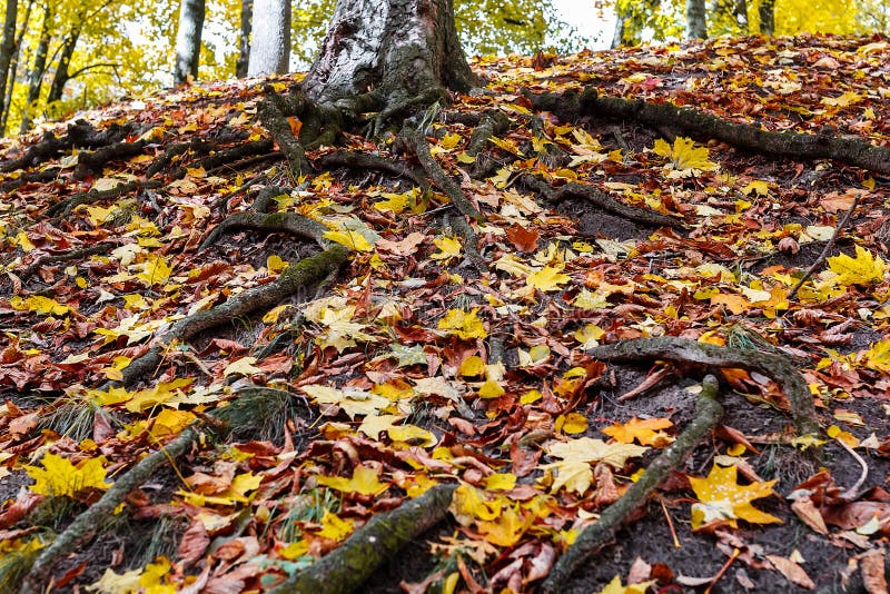 The Roots of a Tree in a Forest in Autumn. Stock Image - Image of ...