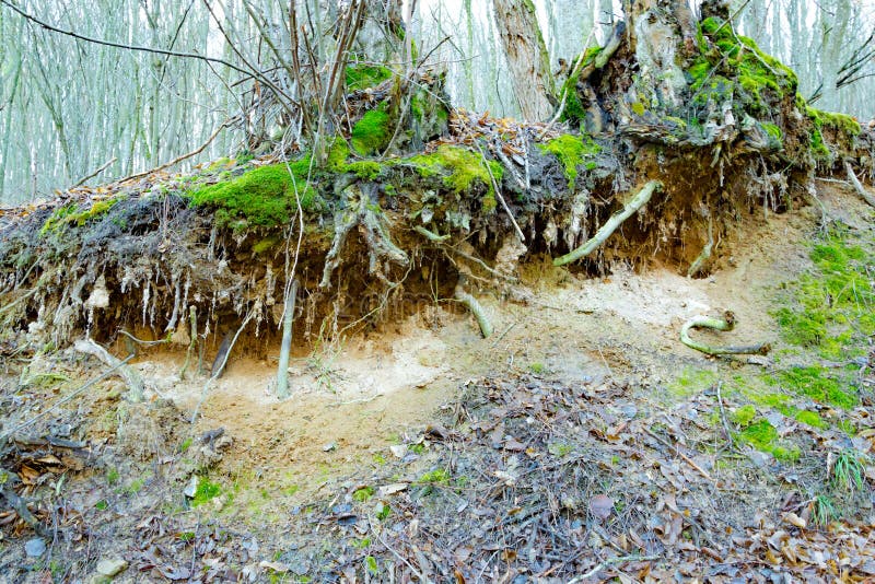 Chipmunk Stretched Out on Rail Stock Image - Image of close, outside ...