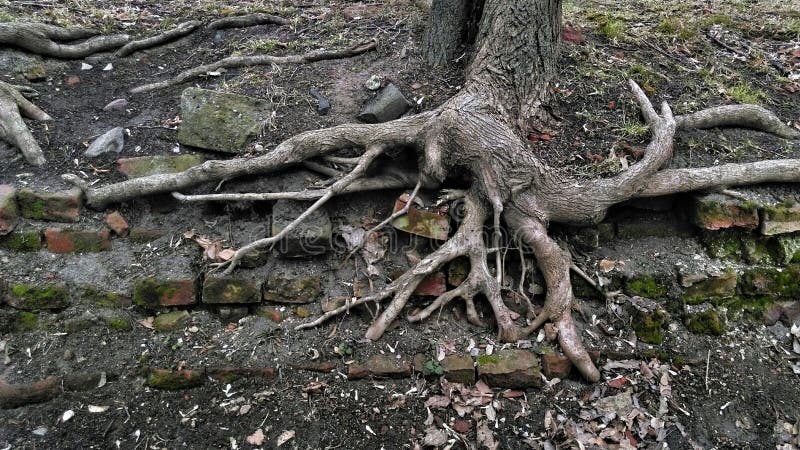 The Roots of a Tree on the Foundations a Building Stock Image - Image ...
