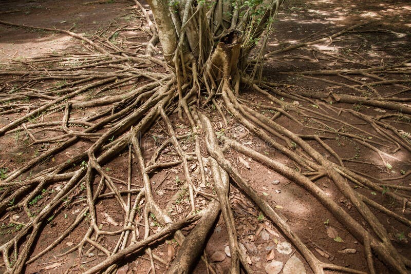 Roots of a tree in garden. stock photo. Image of light - 75229992
