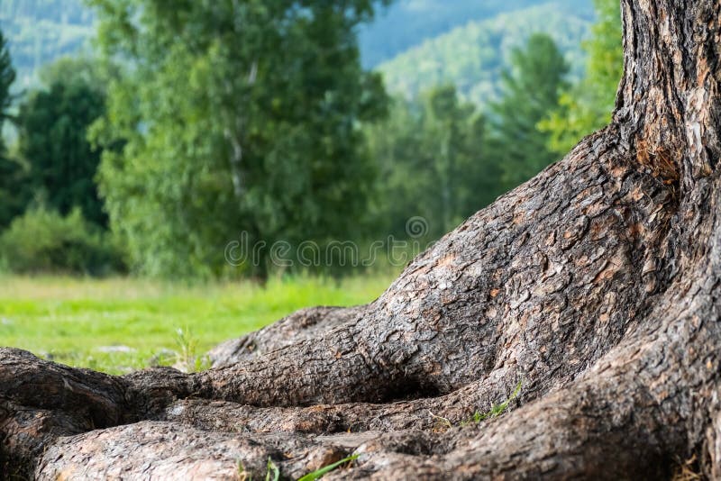 Roots of Tree, Green Field and Forest in Summer Day Stock Photo - Image ...