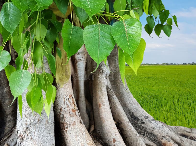 Roots of the Tree on the Ground. Stock Image - Image of bark, amazing ...