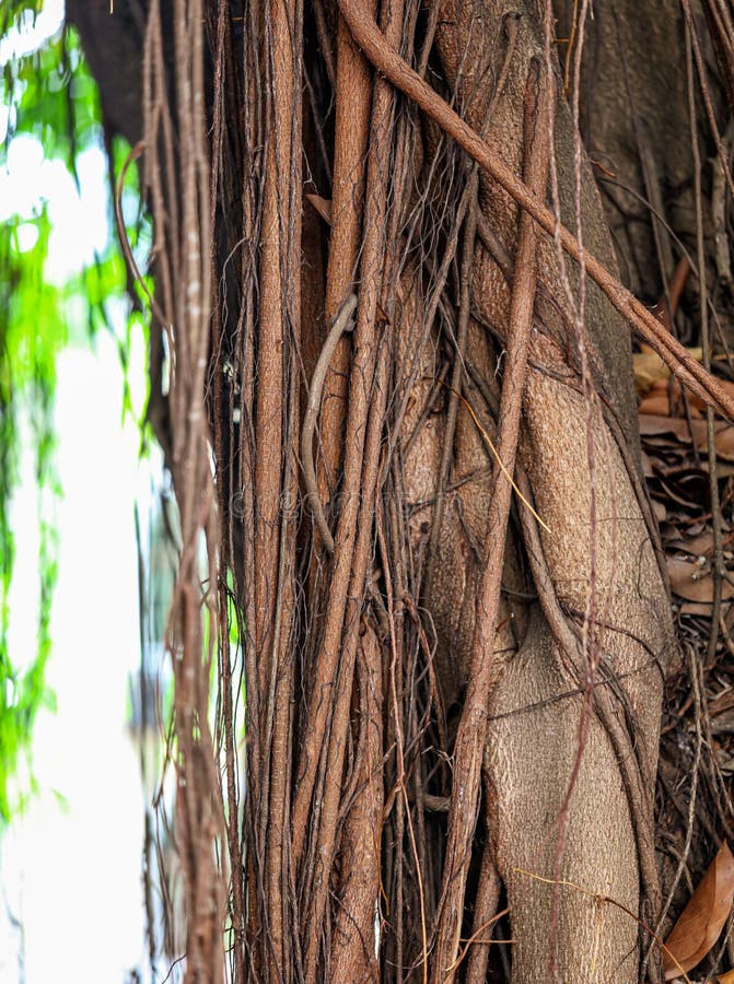 The Roots of a Tree Grow Outside Stock Photo - Image of texture ...