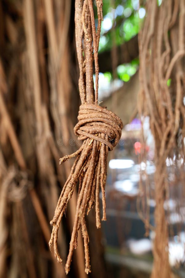 The Roots of a Tree Grow Outside Stock Photo - Image of roots, abstract ...